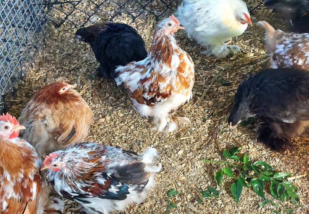 Pekin Bantam – Talking Hens