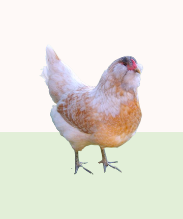 Hybrid – Talking Hens