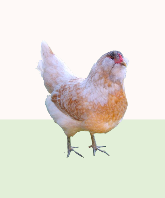 Hybrid – Talking Hens
