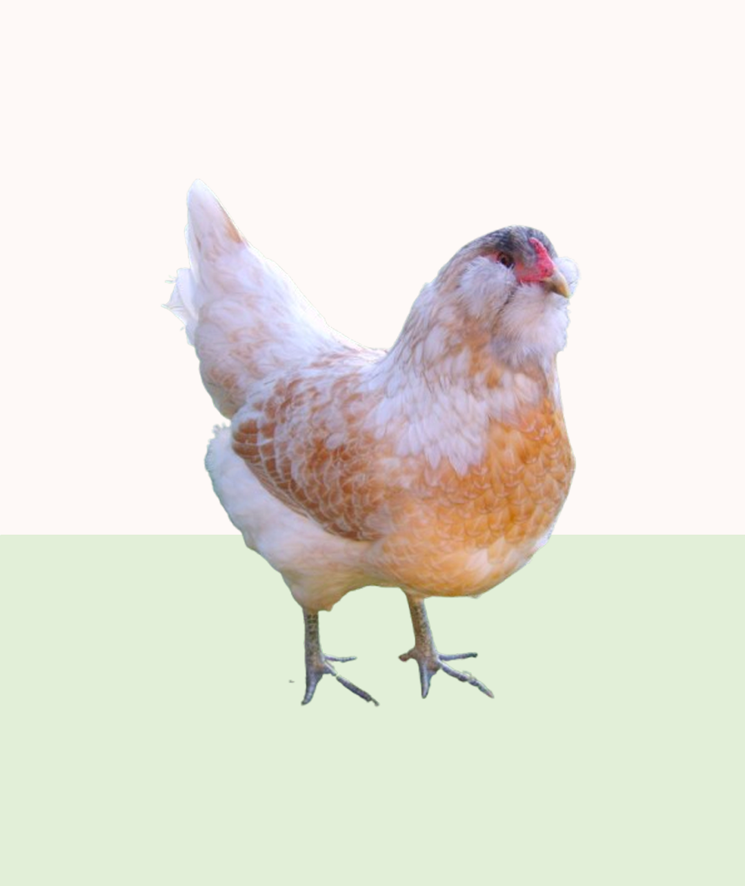 Rainbow Egger – Talking Hens
