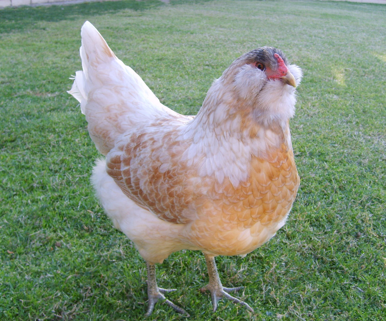 Rainbow Egger – Talking Hens