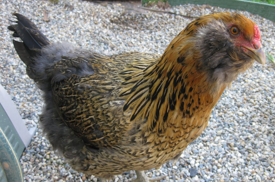 Rainbow Egger – Talking Hens