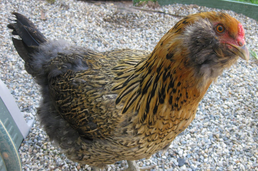 Rainbow Egger – Talking Hens