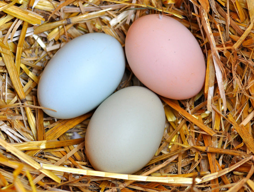 Rainbow Egger – Talking Hens