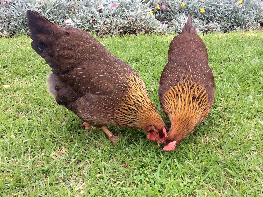 Welsummer Chickens | Speckled Egg Layers | Talking Hens
