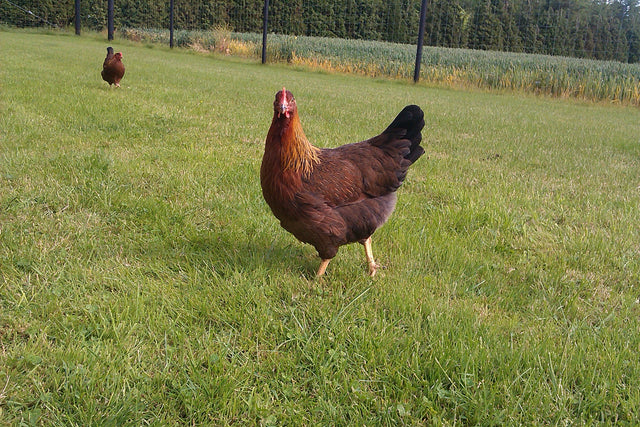 Welsummer Chickens | Speckled Egg Layers | Talking Hens