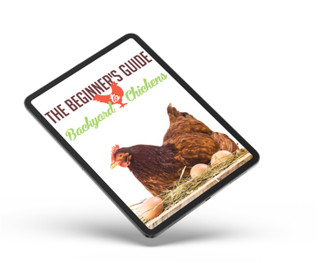 Keeping Backyard Chickens Safe from Common Predators in Australia ...